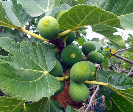 Il fico, frutto dell’eros, punto di contatto tra i concetti di maschile ...