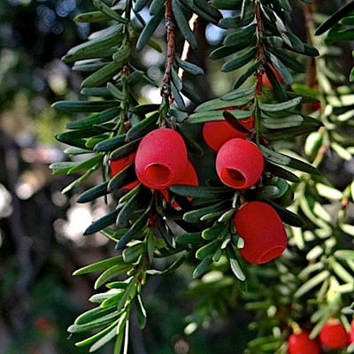 Il Tasso, simbolo di morte e di rinascita la cui storia millenaria è ...