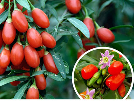 Bacche di Goji, un superfood dall’antico Oriente – Vivere Sostenibile Lazio
